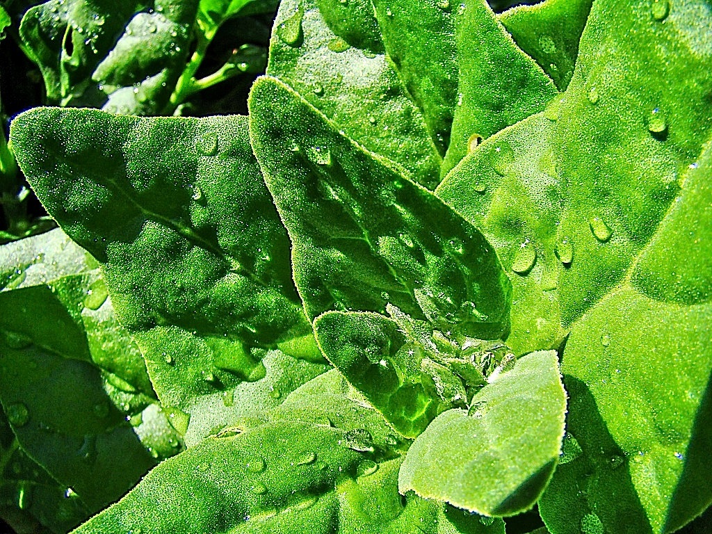 Tétragone – AMAP Portes de Bretagne